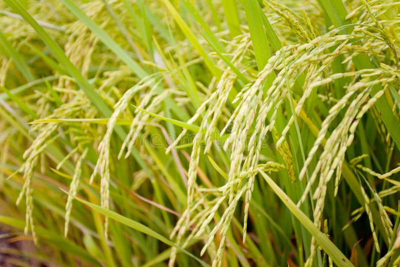 Paddy rice stock photo. Image of cereal, leaves, plantation - 13682186