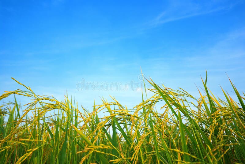 Paddy rice stock image. Image of natural, landscape, agriculture - 25838237