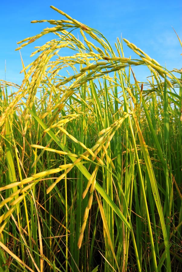 Paddy rice stock photo. Image of natural, farm, macro - 26608864