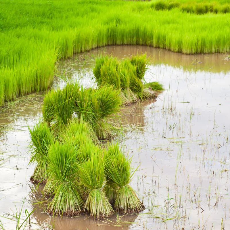 Paddy rice stock photo. Image of detail, green, rice - 28844620