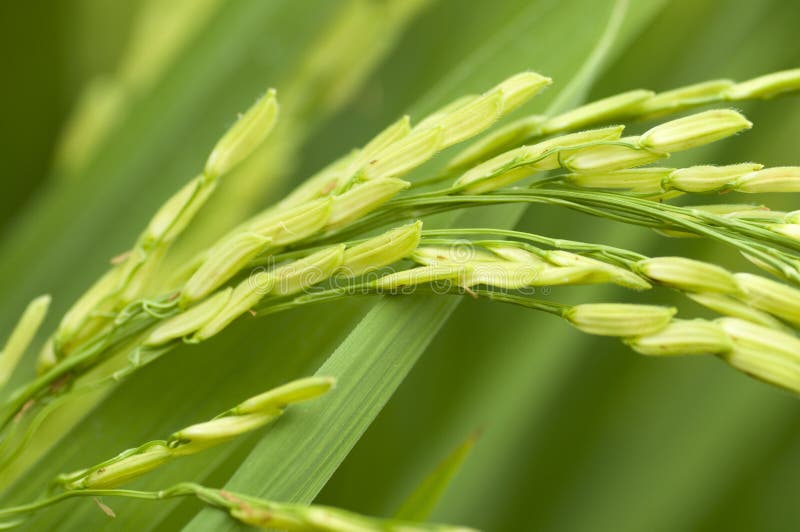 Paddy rice in field stock image. Image of food, farmer - 26194819