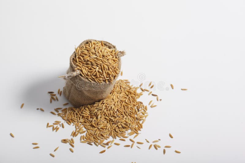 Paddy rice stock photo. Image of harvest, background - 96438138