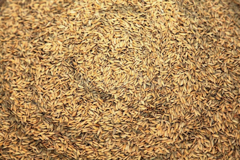 Paddy Rice Grain. stock photo. Image of staple, collect - 33662874