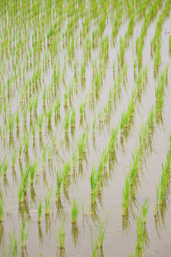 Paddy rice stock photo. Image of farmland, cultivation - 89389266