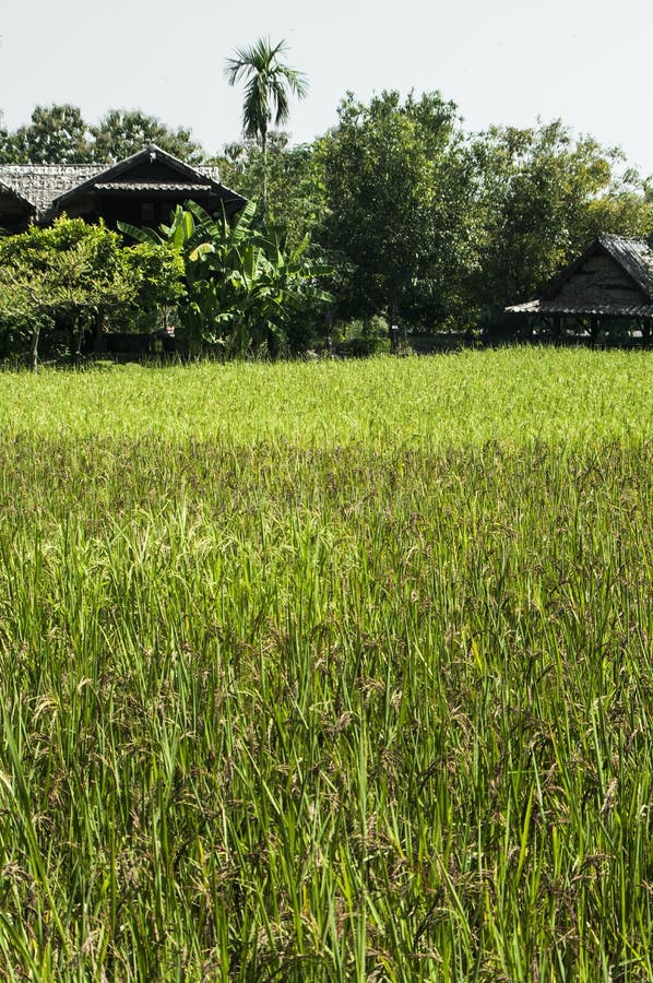 Paddy and Rice ; Paddy and Rice Background Images Stock Image - Image ...