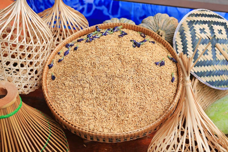 Paddy Rice in Bamboo Basket Stock Image - Image of cultivation, field ...