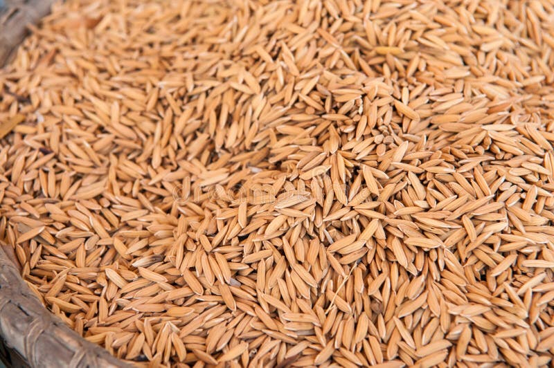 Paddy Rice in Bamboo Basket Stock Photo - Image of ecology, fiber: 41958216
