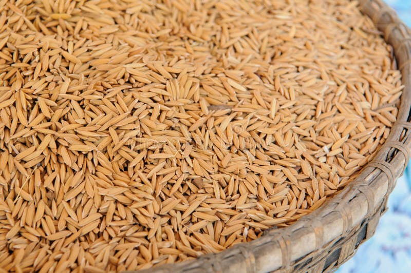 Paddy Rice in Bamboo Basket Stock Image - Image of grained, gold: 41958295