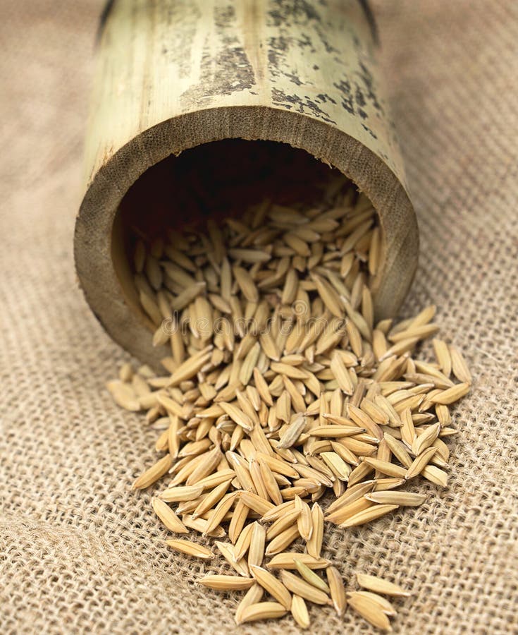 Paddy Rice in Bamboo Tube, Paddy Put on Sackcloth Stock Image - Image ...