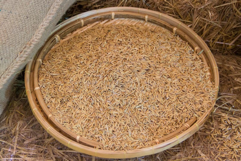 Paddy rice on basket stock image. Image of environment - 85317435