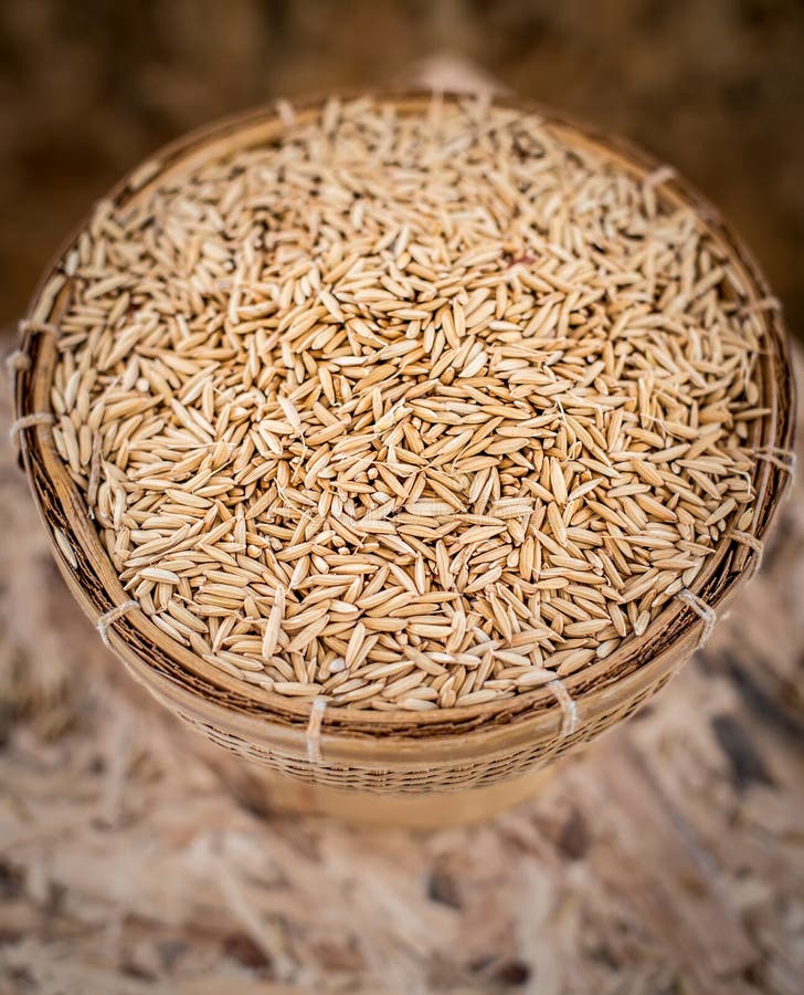 Paddy Rice in Basket Closed Up Stock Image - Image of meal, grain: 98578681