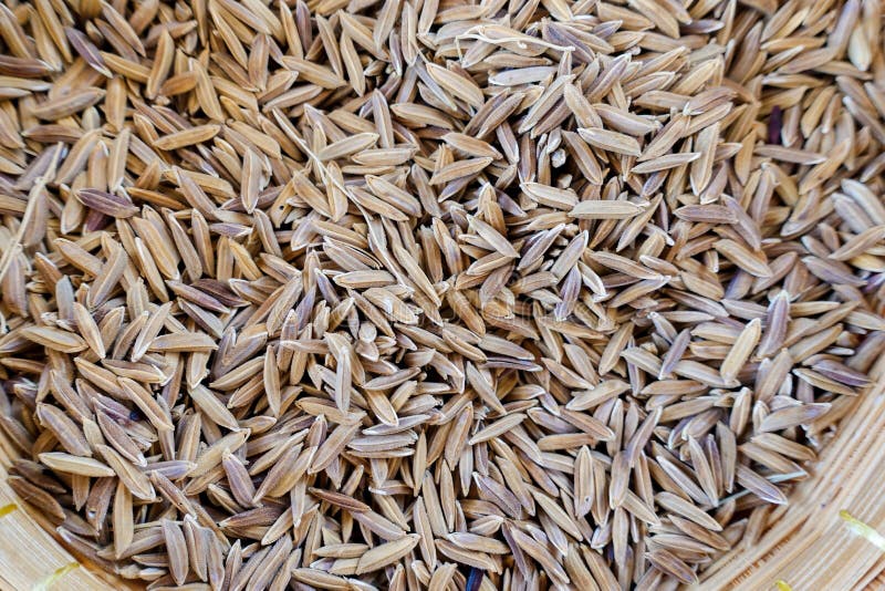 Paddy rice in basket stock photo. Image of nutrition - 95914464