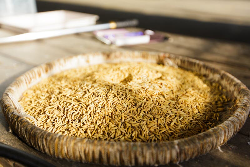 Paddy rice in basket stock photo. Image of holding, basket - 53562608