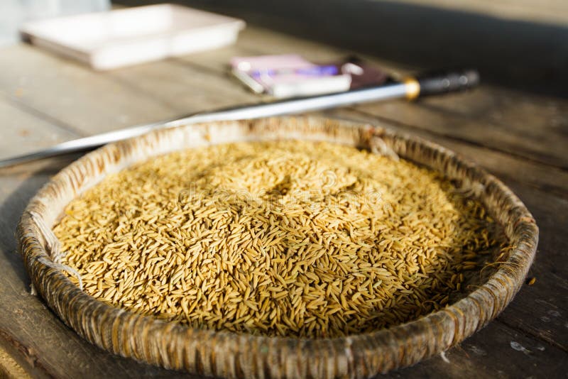Paddy rice in basket stock photo. Image of culture, hope - 53562658
