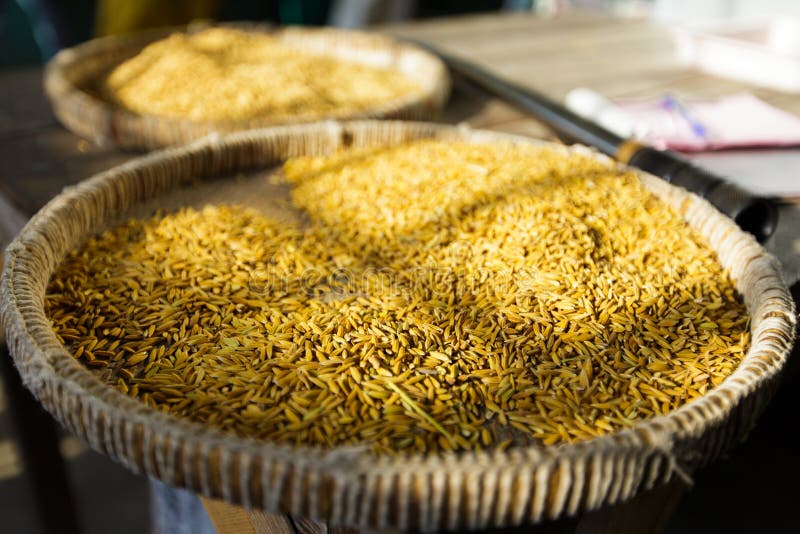 Paddy rice in basket stock image. Image of harvest, grained - 53562803