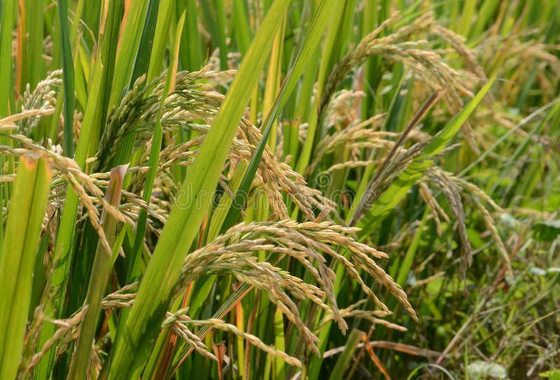 Paddy rice. stock photo. Image of grain, paddy, golden - 48850350