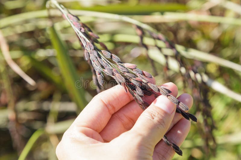 Paddy rice berry in hand stock image. Image of light - 63381685