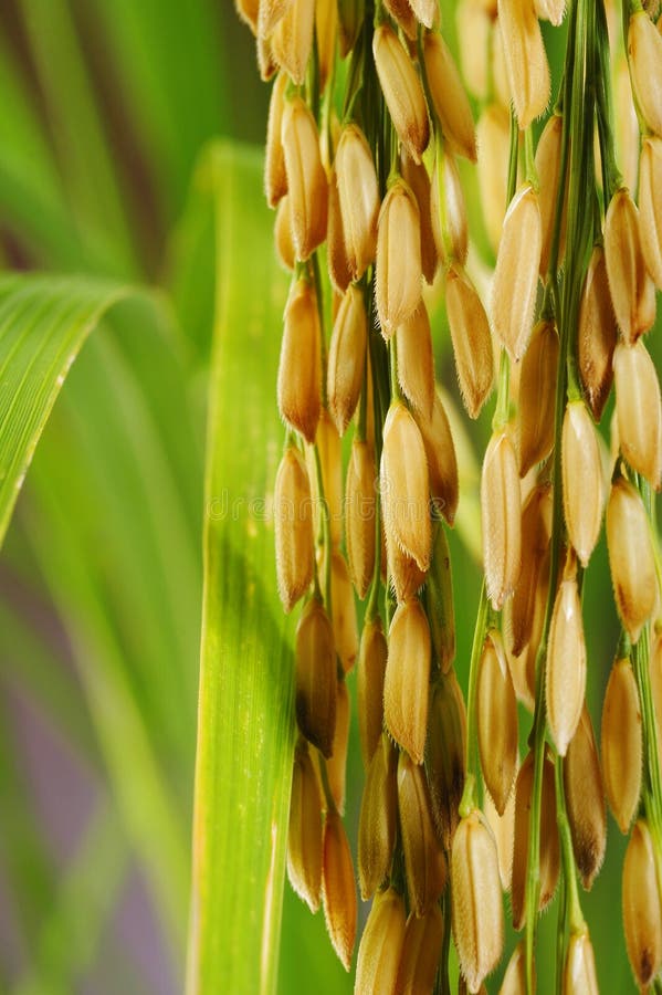 Paddy rice stock image. Image of yellow, agriculture - 47043715