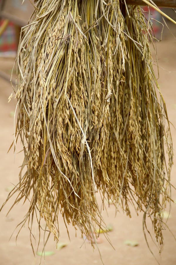 Paddy rice husk stock photo. Image of seed, rice, agricultire - 55664612