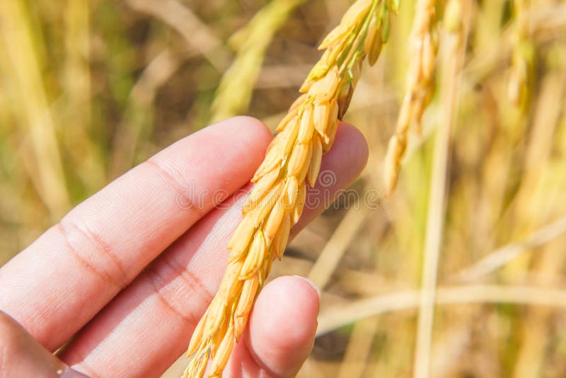 Paddy rice field stock photo. Image of crop, nature, abundance - 49326656