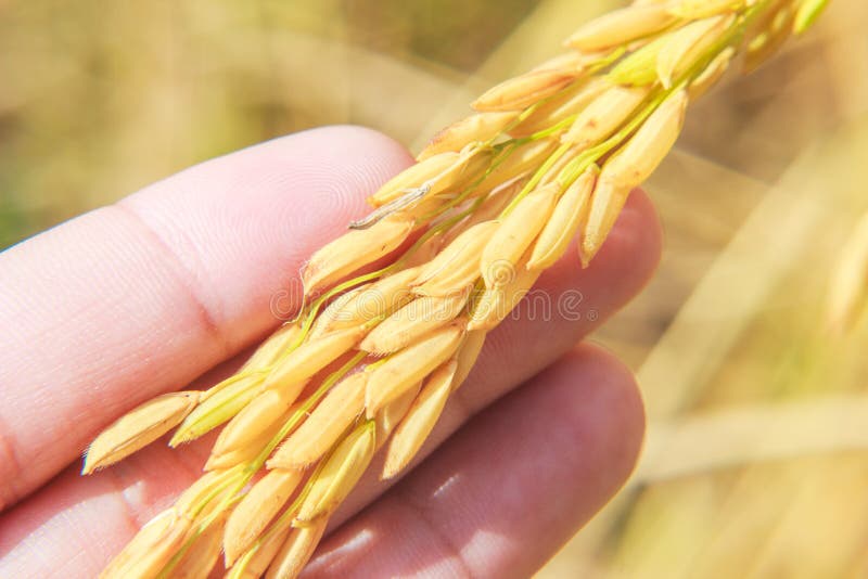 Paddy rice field stock photo. Image of crop, nature, abundance - 49326656