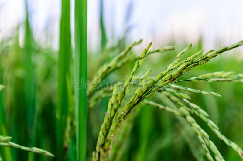 PADDY RICE stock image. Image of growth, nature, seed - 32208189