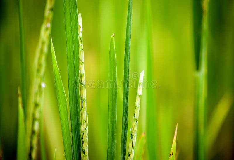 Feed the Hungry, With Love stock photo. Image of hold - 12716842