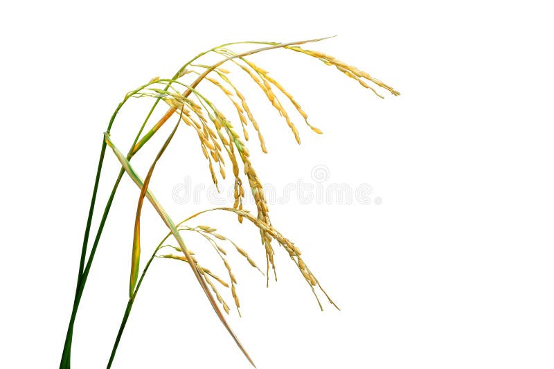Paddy Rice Crop Isolated on White Background with Clipping Path Stock ...