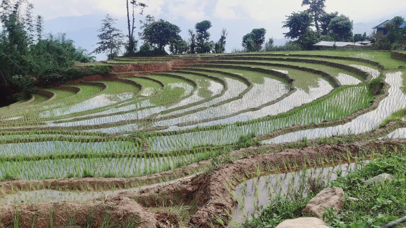 Paddy Rice Cultivation at Rural Village of Eastern Nepal Stock Image ...