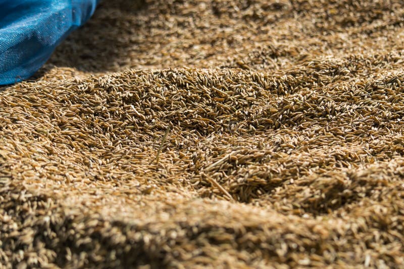 Paddy rice drying stock photo. Image of grain, rice, nutritional - 60210852