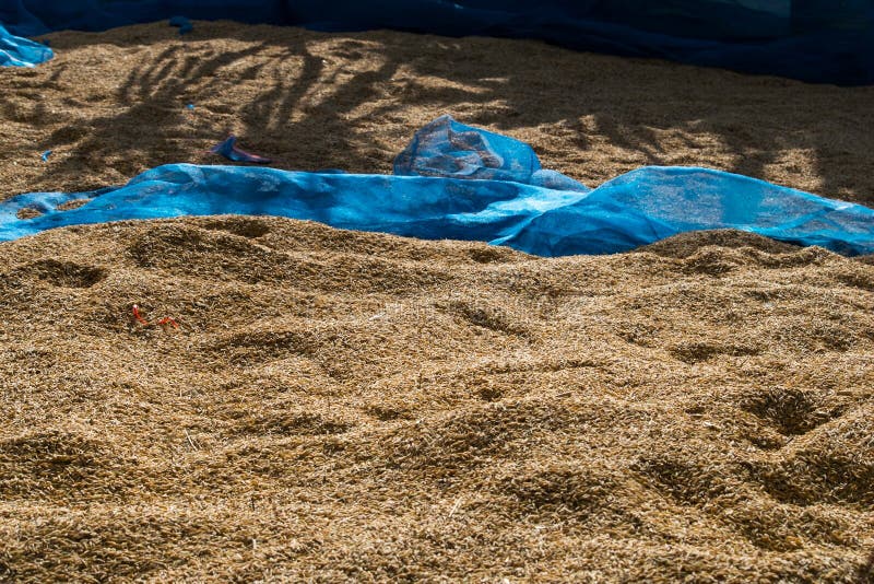 Paddy rice drying stock photo. Image of organic, fiber - 60211938