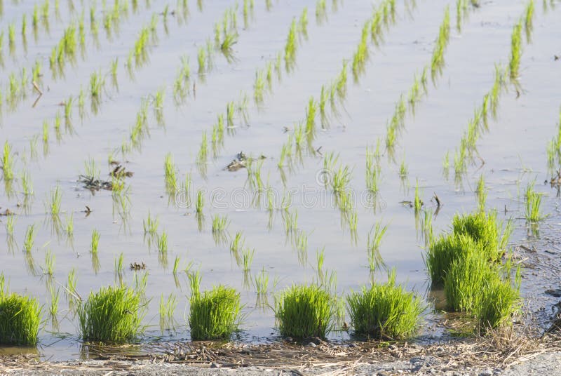 Paddy rice farm. stock photo. Image of bloom, agriculture - 20602478