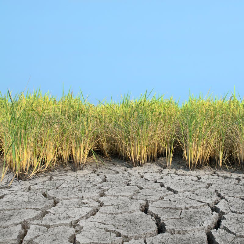 Paddy Rice in Farm with Dry Soil Stock Photo - Image of paddy, texture ...