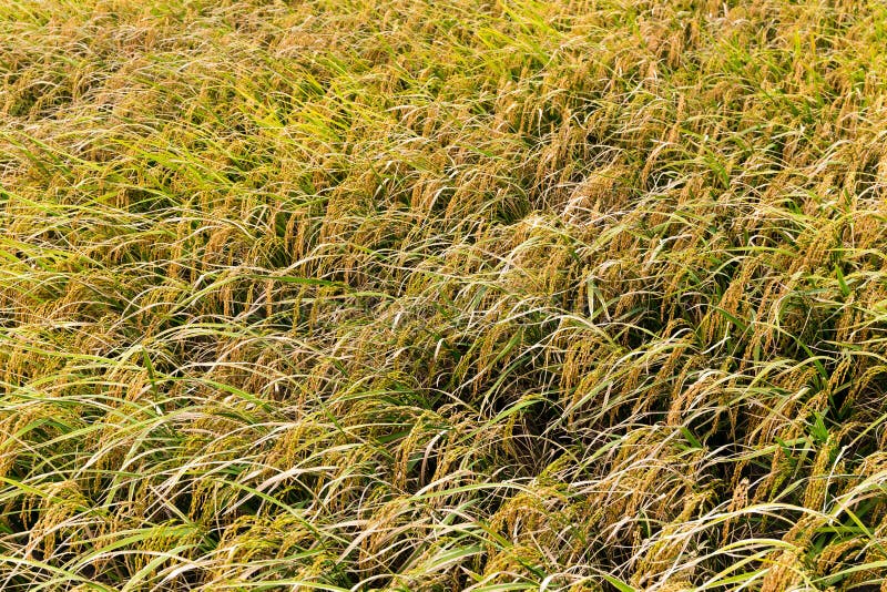 Paddy rice farm stock image. Image of grow, stem, farm - 48475327