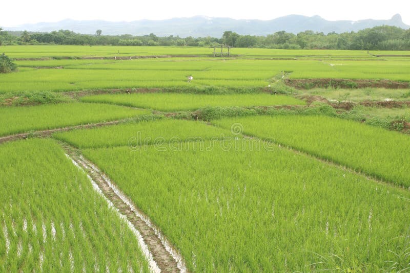 Paddy Rice Farm in Thailand. Stock Photo - Image of asian, grain: 86745276