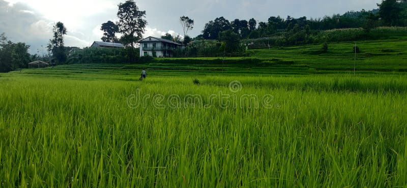 Paddy rice farming editorial stock photo. Image of field - 232809978