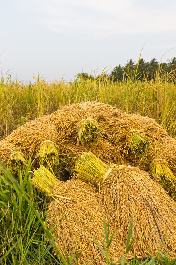 Paddy rice in fiel stock image. Image of healthy, tropical - 43351783