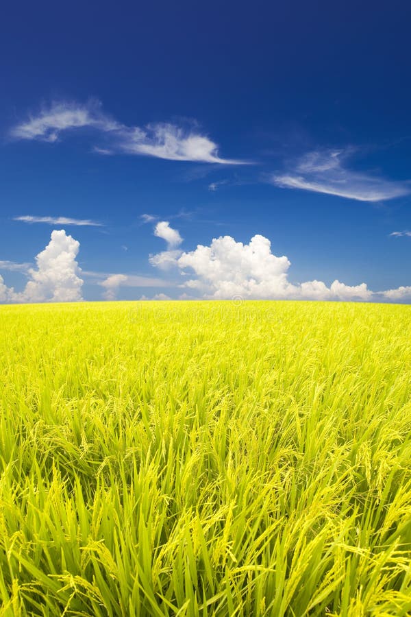 Paddy rice field stock image. Image of cloud, farming - 10263219