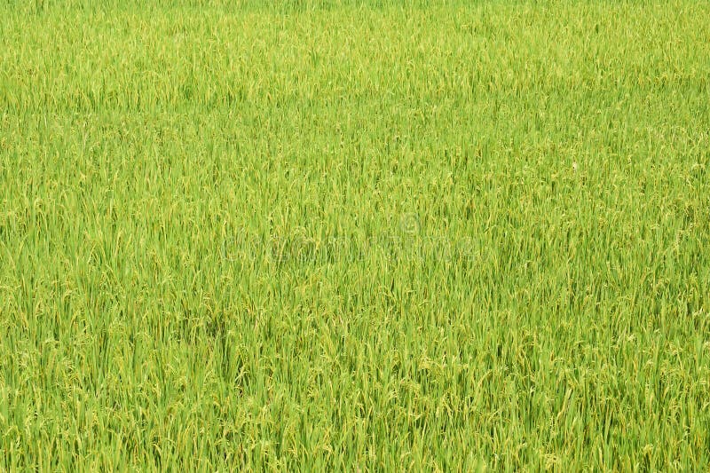 Chinese paddy field stock image. Image of holding, harvest - 15340221