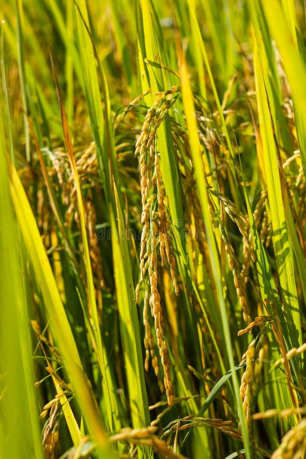 Paddy rice field stock photo. Image of crop, nature, abundance - 49326656