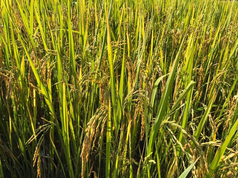 Paddy rice field stock photo. Image of crop, nature, abundance - 49326656