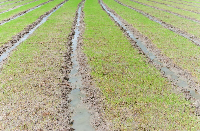Rice Seed Germinate Paddy Field Stock Photos - Free & Royalty-Free ...