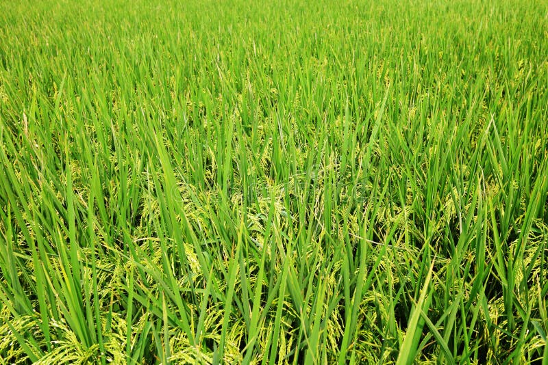 Paddy rice field stock photo. Image of cultivate, close - 21820862