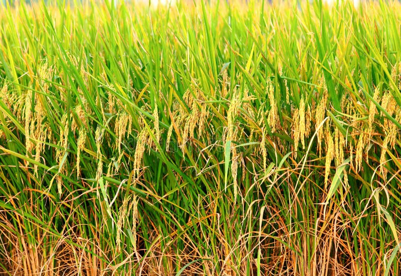 Rice Padi Field stock photo. Image of seed, paddy, grass - 18403242