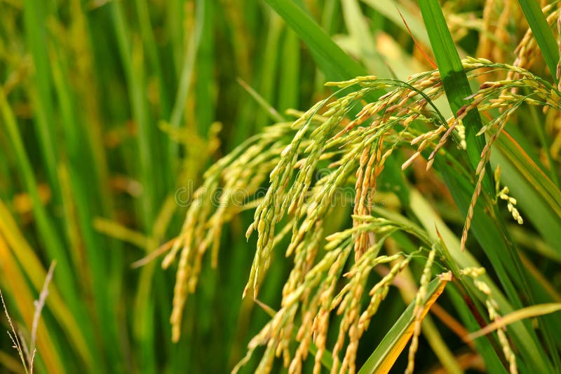 Paddy rice field stock image. Image of husk, plant, agriculture - 26180995