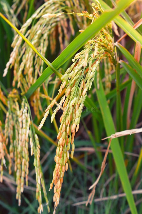Paddy rice field stock image. Image of abundance, agriculture - 74180109