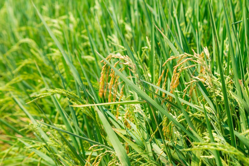 Paddy Rice Field in Clear Light Day Stock Image - Image of nature ...