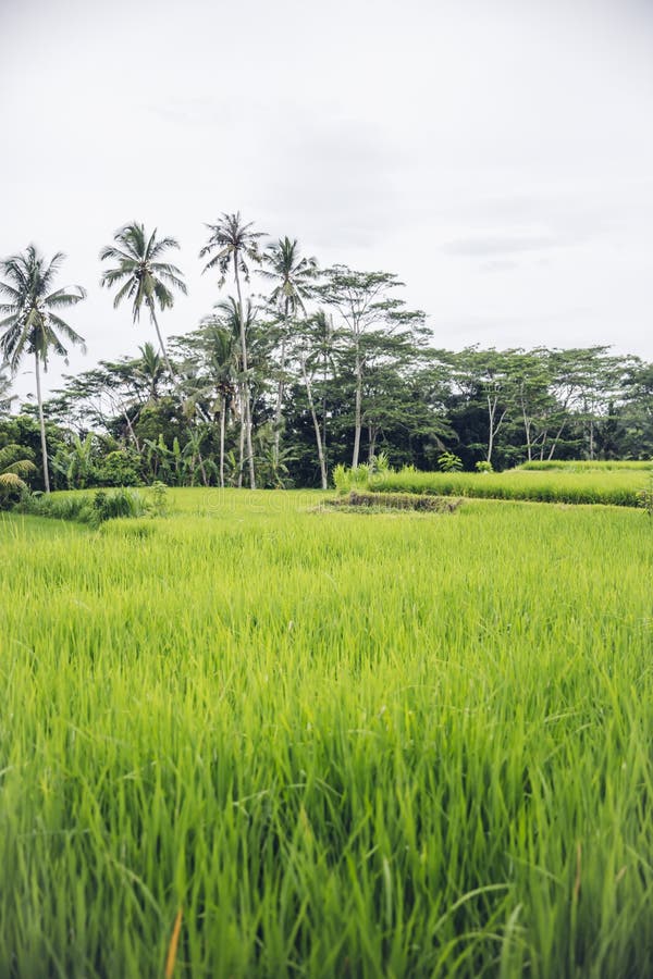 Paddy Rice Field in Clear Light Day Stock Image - Image of farmer ...