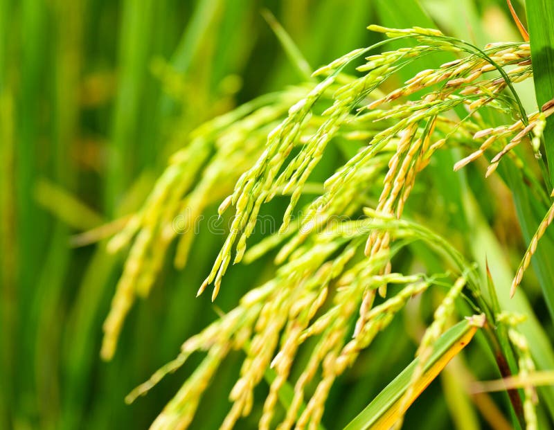Paddy rice field stock image. Image of organic, stem - 31293845