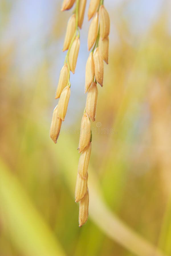 Paddy rice field stock photo. Image of crop, nature, abundance - 49326656